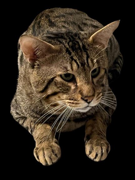 Nos reproducteurs – Élevage de Savannahs et de Maine Coons