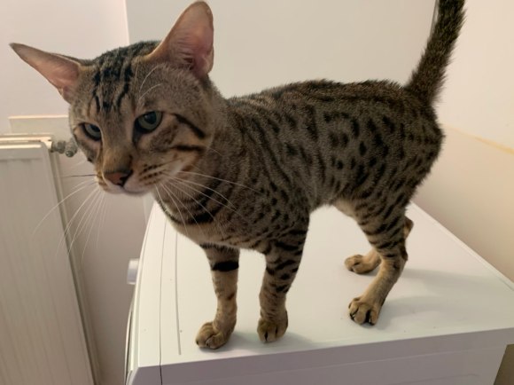 Jumper – Élevage de Savannahs et de Maine Coons