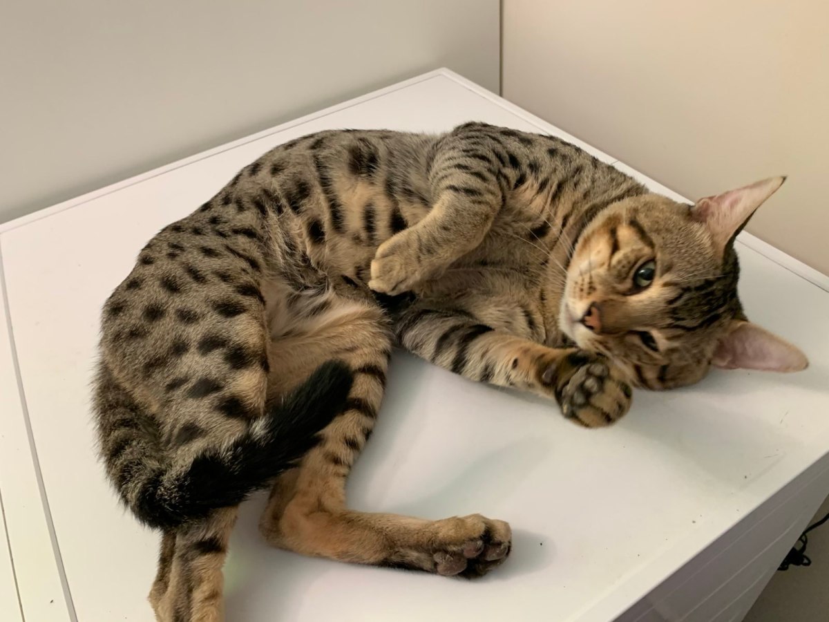 Jumper – Élevage de Savannahs et de Maine Coons